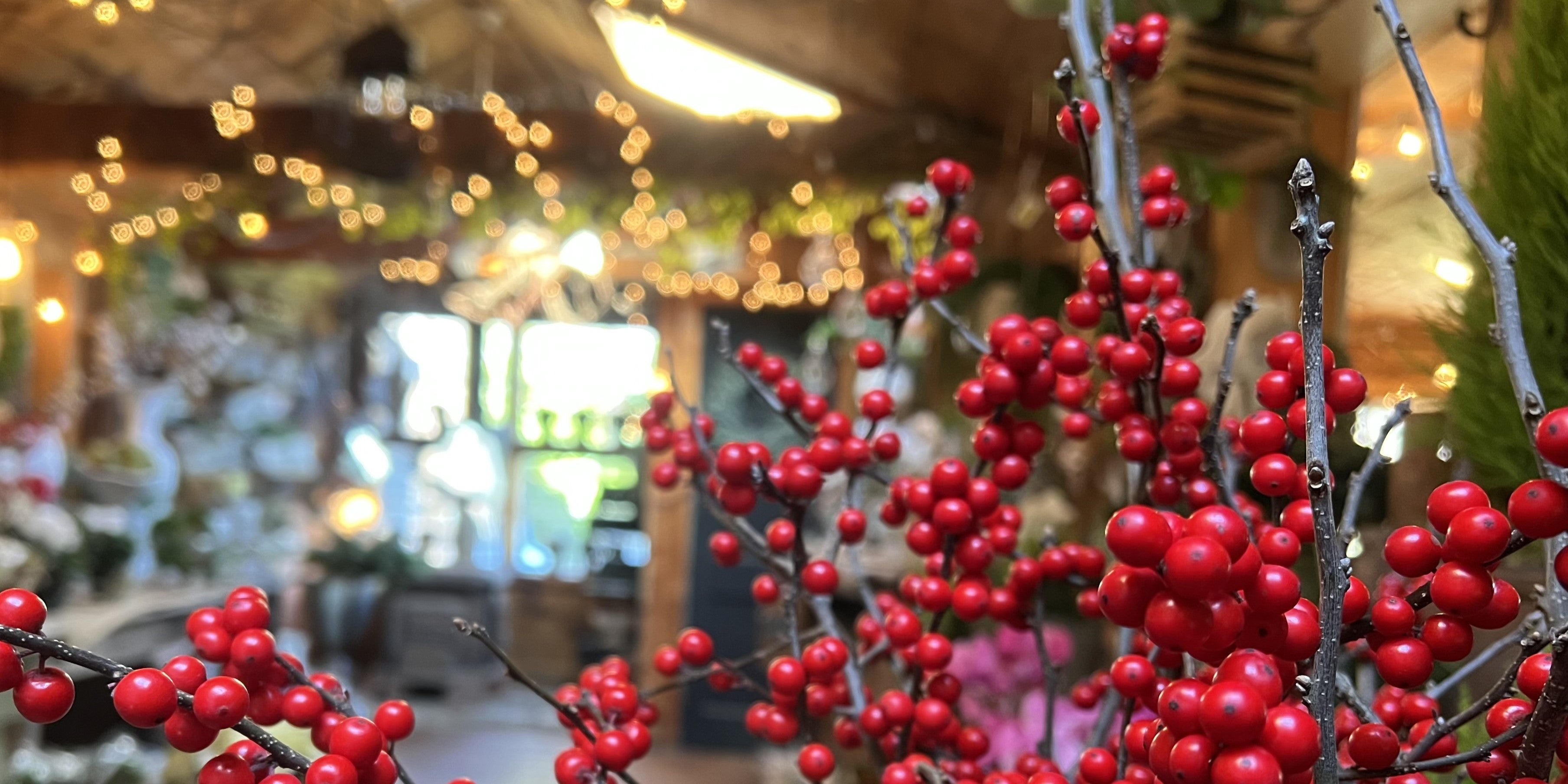 Holiday Collection – Eden Florist and Garden Shop